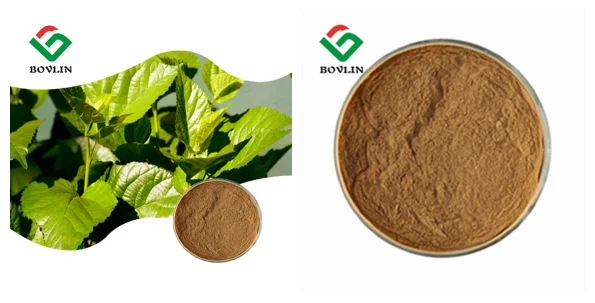 Morus Alba L. Extract - Natural DNJ Mulberry Leaf Powder