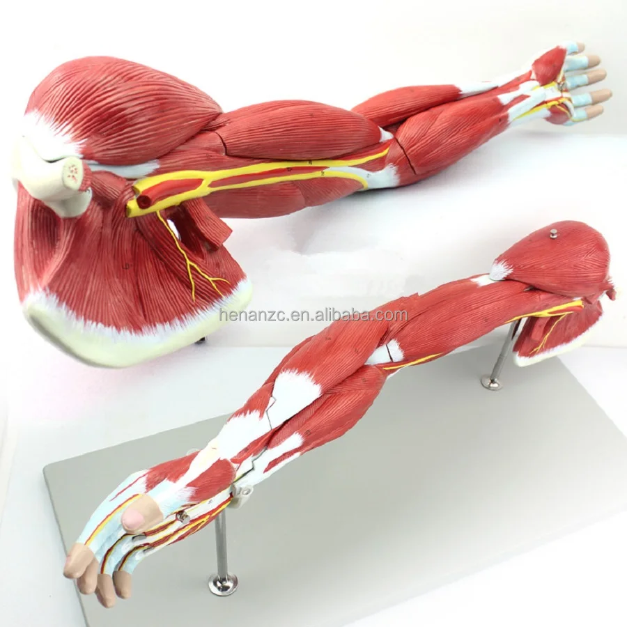 The Dissection Model Of Upper Limb - Buy Human Upper Limb Muscle ...