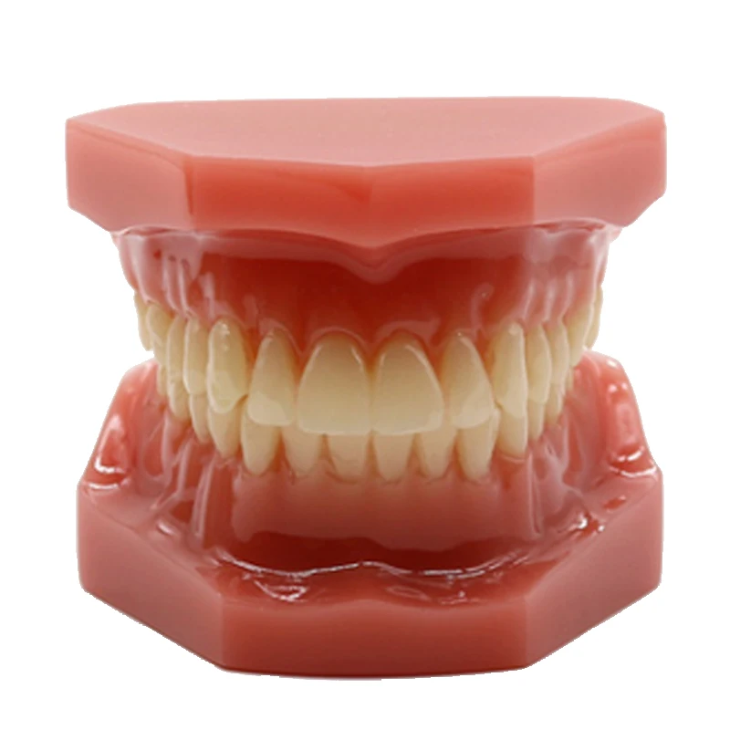 Standard Orthodontic Study Dentist Anatomical Dental Typodont Models