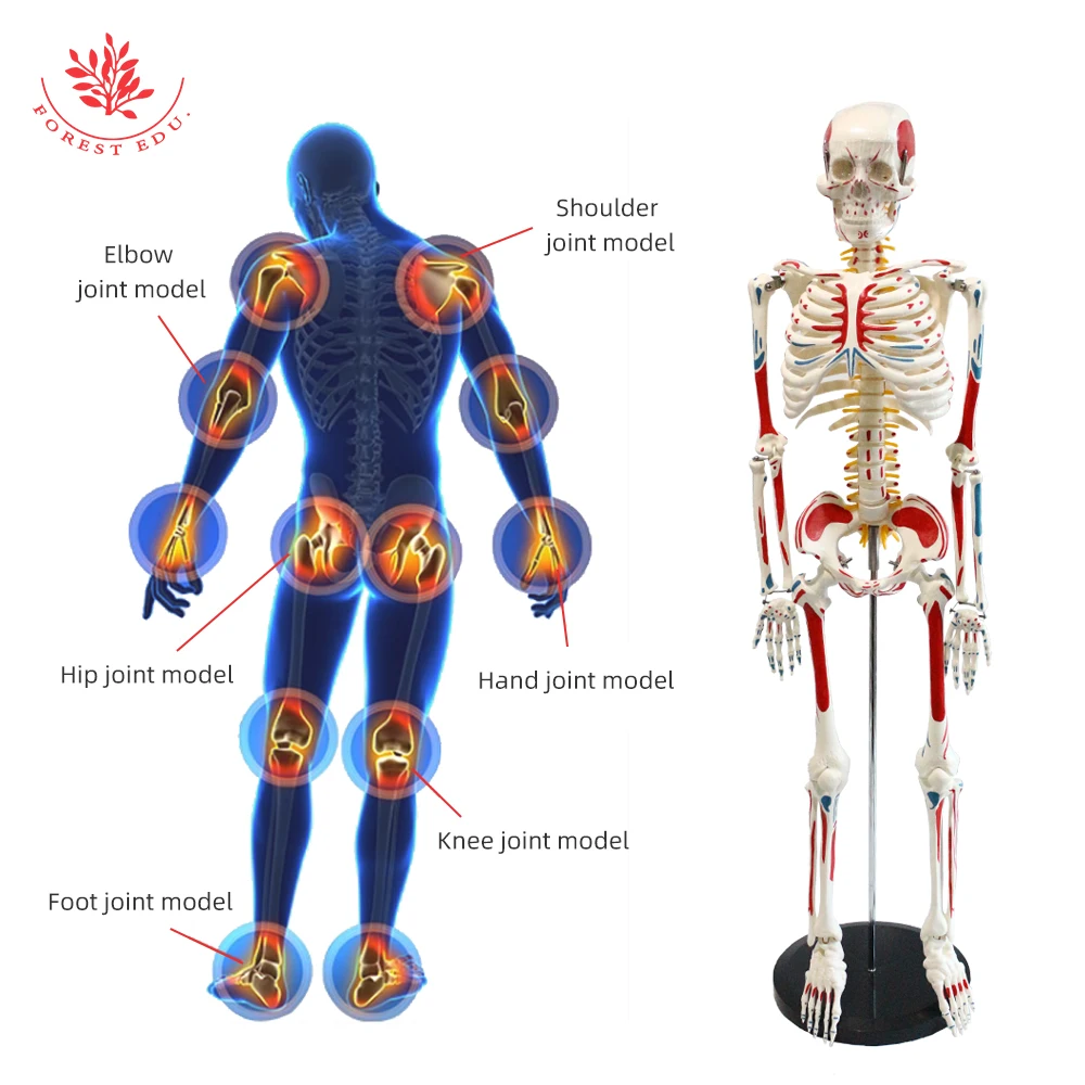 Medical Science Human Skeleton Model FRT008 for Study