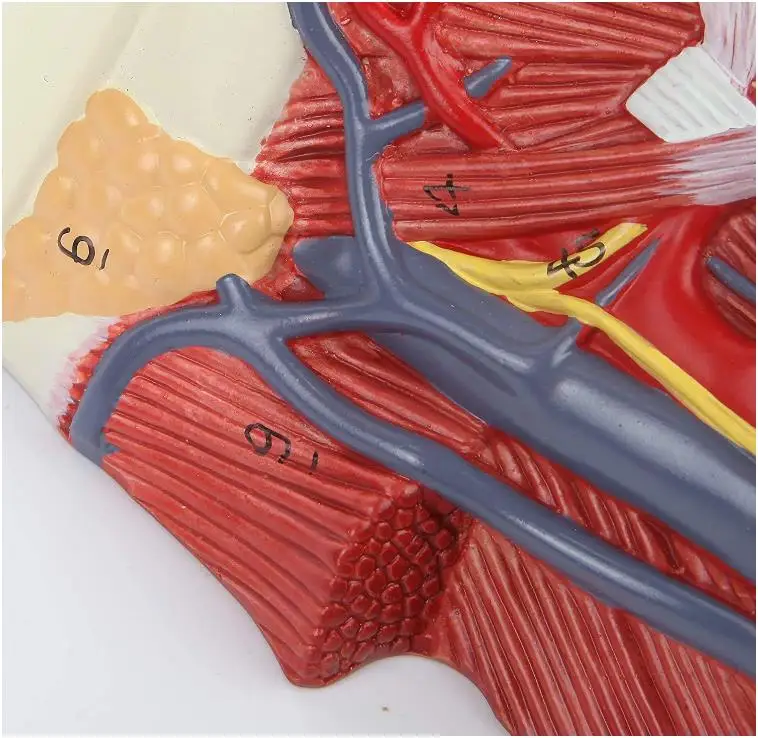 Anatomical Model of Anterior Cervical Muscles for Training