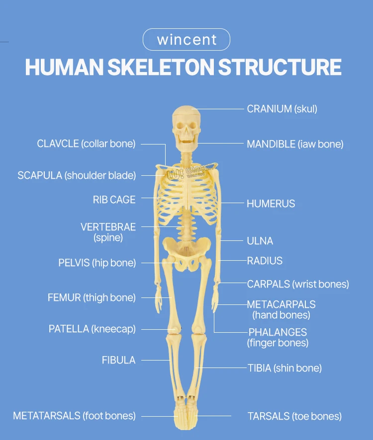 Educational Toy - Assemble Human Body Structure Skeleton