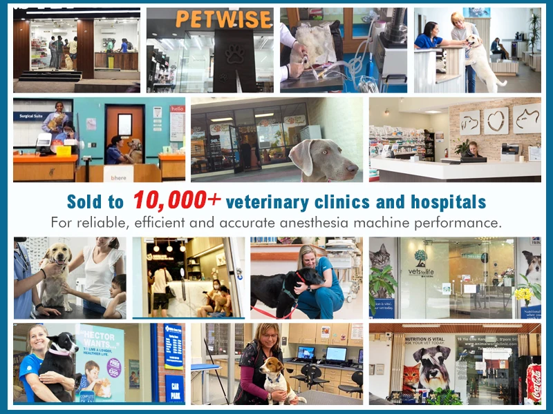 Holter Monitor for Dogs & Cats - Veterinary ECG Solutions