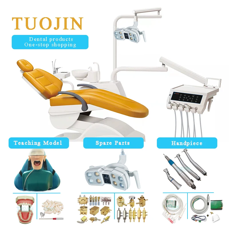 Endodontic Pathological Model Pathology Patient Communication Model ...