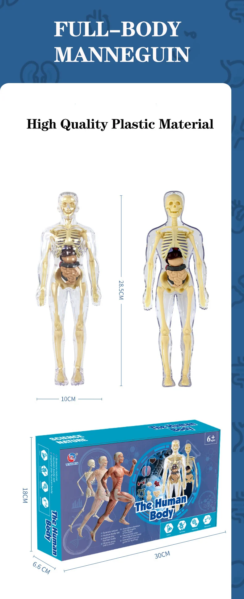Early Educational Human Body Parts Science Kit for Kids