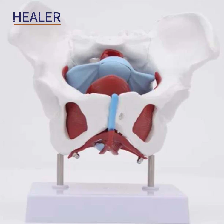 Anatomical Female Pelvic Model Female Genital Organ Model With Muscles ...