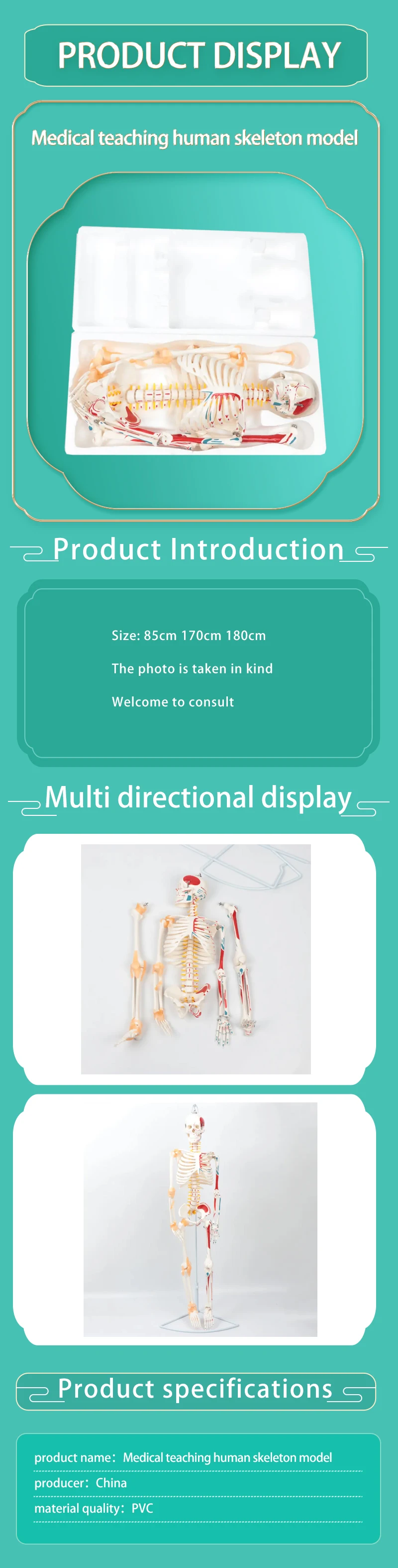 Medical Teaching Human Skeleton Model For Sale High Quality Plastic ...