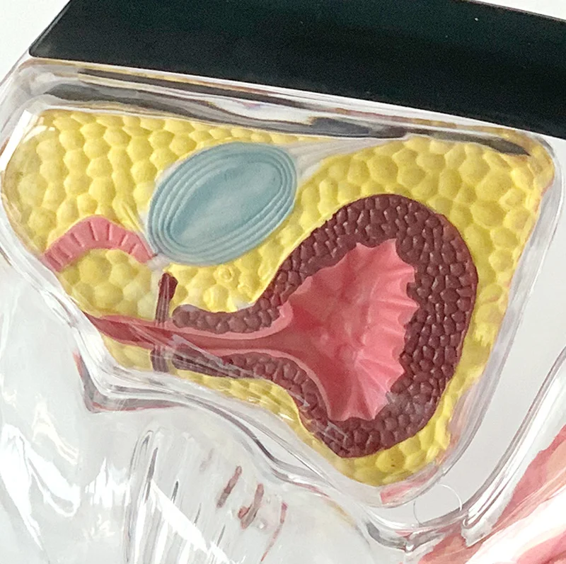 Transparent Uterus Model - Detailed Pelvic Reproductive System