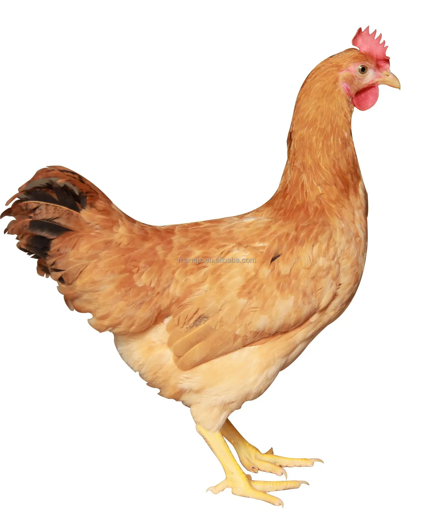 2022 New Poultry Slaughterhouse/slaughterhouse Equipment/chicken ...