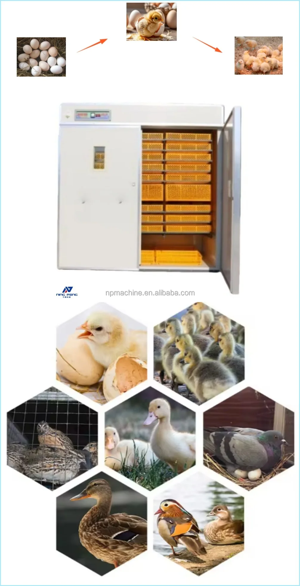 1000pcs Full Microcomputer Reptile Egg Incubator Automatic Hatching ...