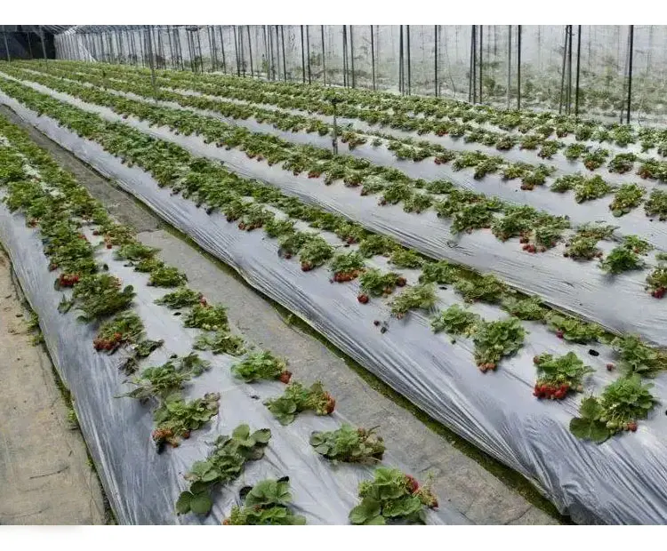 Hot Selling Mulch Film Agricultural Mulching Sheets Agricultural ...