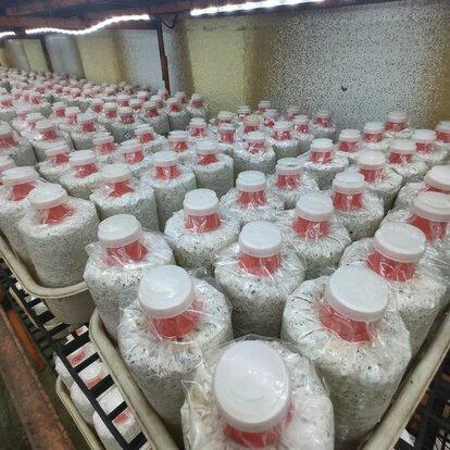 Mushroom Bag Filling Machine - High Capacity & Easy Operation