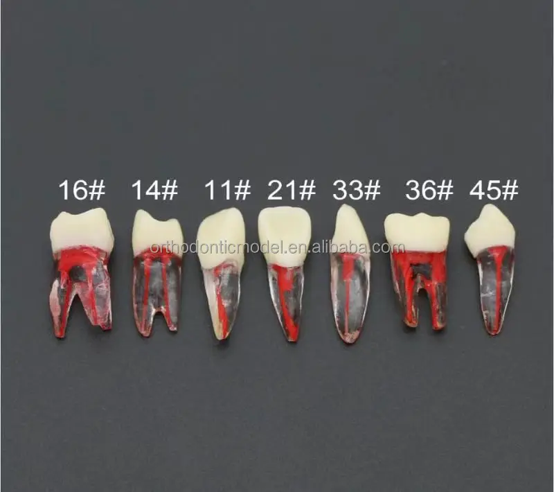 Endo Training Model - Detailed Anatomy for Practice