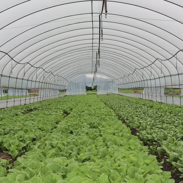 Low Cost Tunnel Greenhouse Galvanized Steel Frame Single Span Pe Film ...