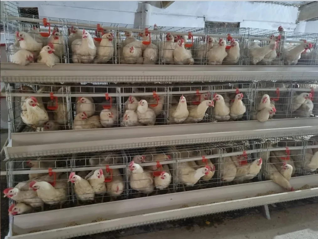 1000 Chickens Farm Battery Egg Layer Chicken Cage in Tanzania Zambia ...