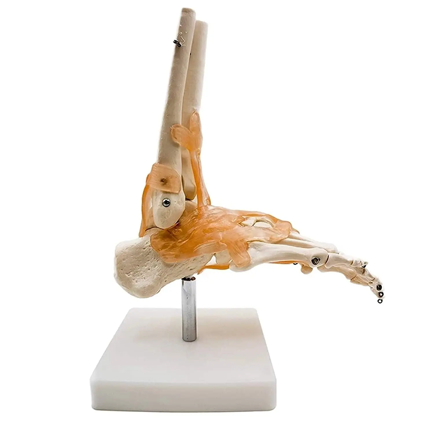 Foot Joint Model With Ligaments Foot And Ankle Model Foot Anatomy Model ...