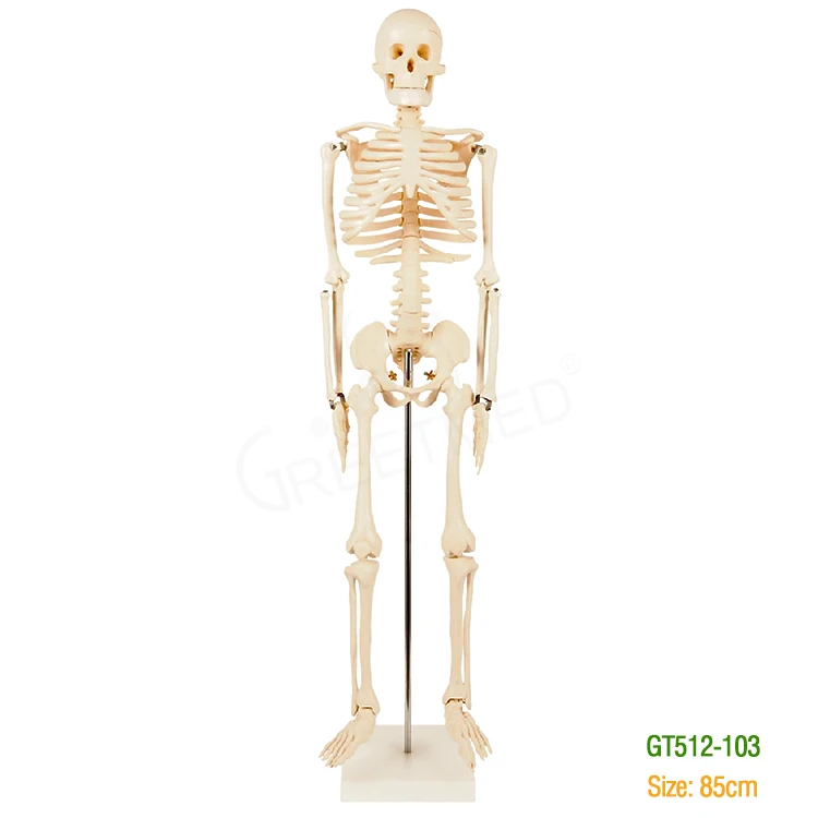 Medical Science Medical Anatomy Human Plastic Skeleton Model 180cm 85cm ...