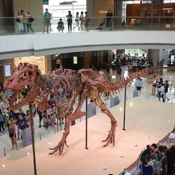 Museum Custom Life-size Dinosaur Skeleton Model T-rex Fossil - Buy ...