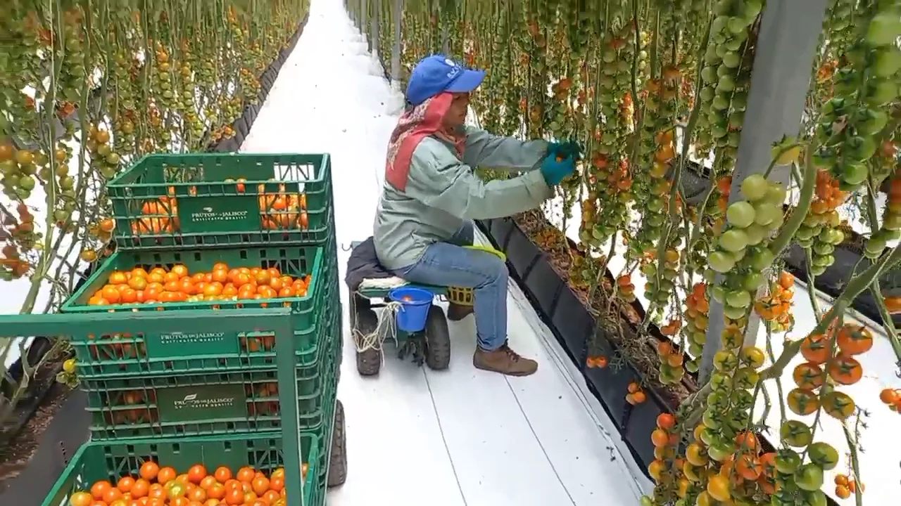 Unti-uv Soilless Growing Troughs Of Vegetables Flowers Mapal Troughs ...