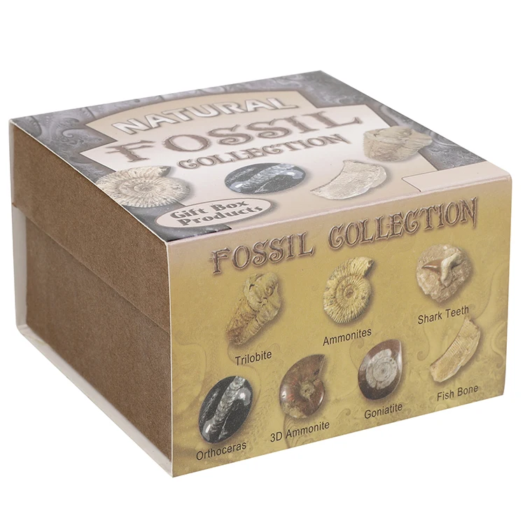 Trilobite Ammonites Orthoceras Goniatite Fish Bone Fossils Collection ...