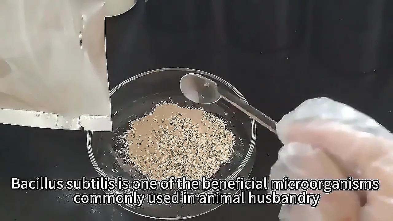 Biofloc Fish Farming Probiotic Bacillus Subtilis Strain 6633 - Buy ...