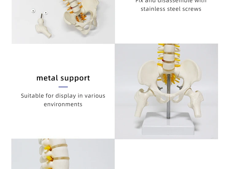 Human Spine Model - Flexible Anatomical Teaching Aid | Spinal Column ...