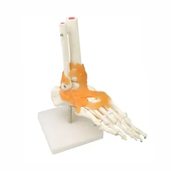 Anatomical Human Foot Joint Skeleton Model With Ligament,Pvc Bone Model ...