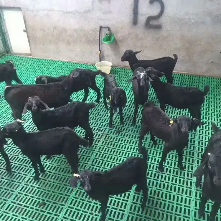 Plastic Slat Floor Goat Farm Plastic Pallets For Goat Farming - Buy ...