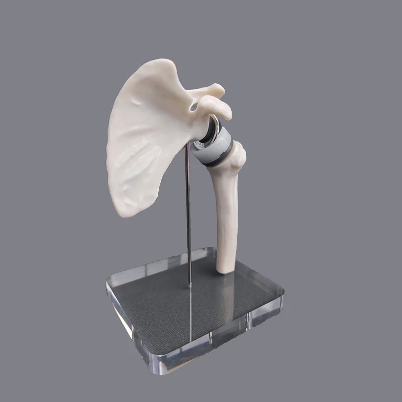 Kyrenmed Shoulder Joint Replacement Model for Training