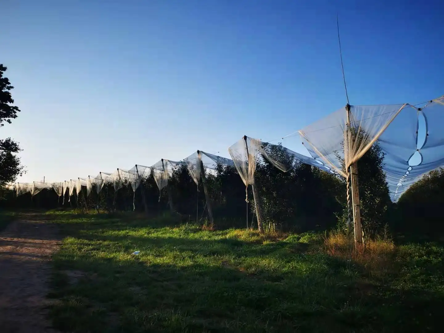 Agricultural HDPE Plastic Anti Hail Mesh Net Black Hail Proof Net Anti ...