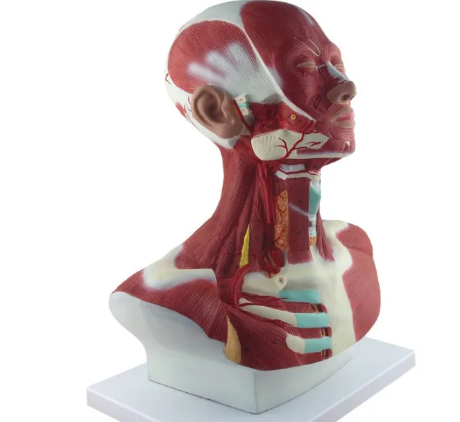 Life-size Anatomy Model - Head, Face, and Neck Muscles