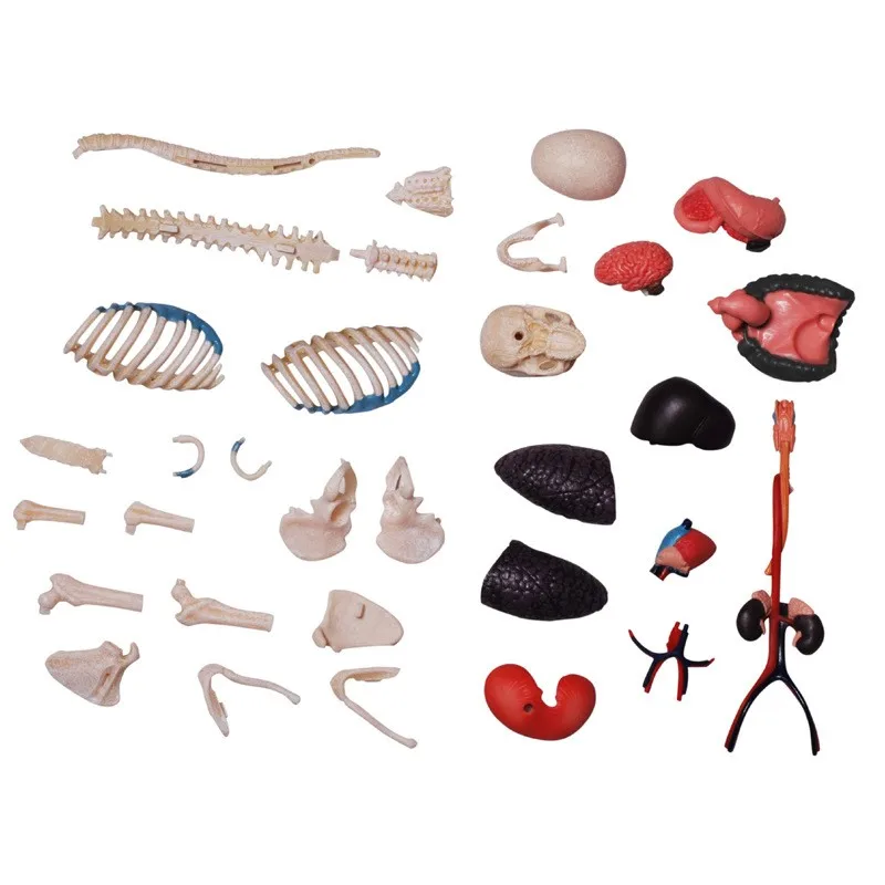 Human Half Body Transparent Anatomy Torso Model Male Anatomical Torso ...