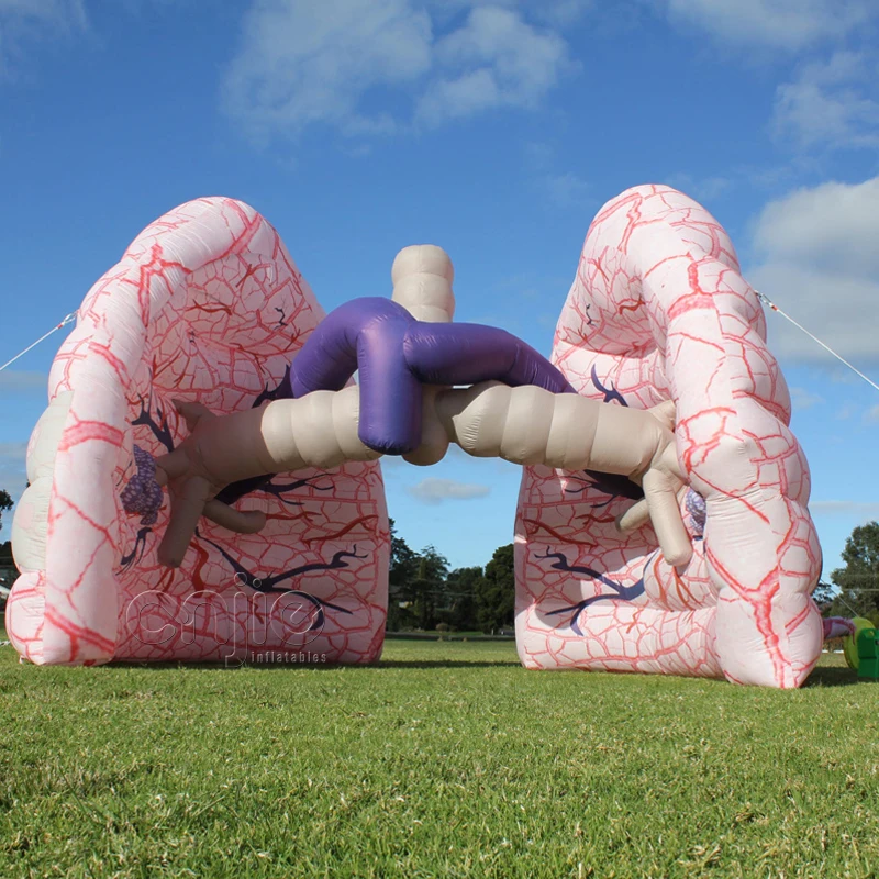 Anatomically Accurate Inflatable Brain Model - Customizable