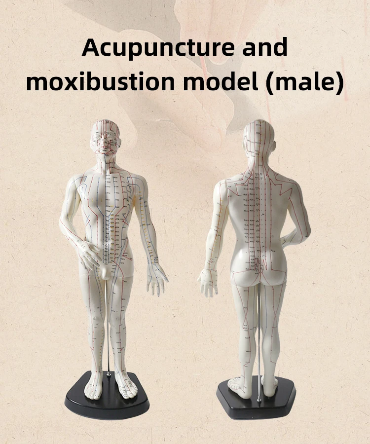 Human Acupoint Acupuncture Model Traditional Chinese Medical Twelve ...