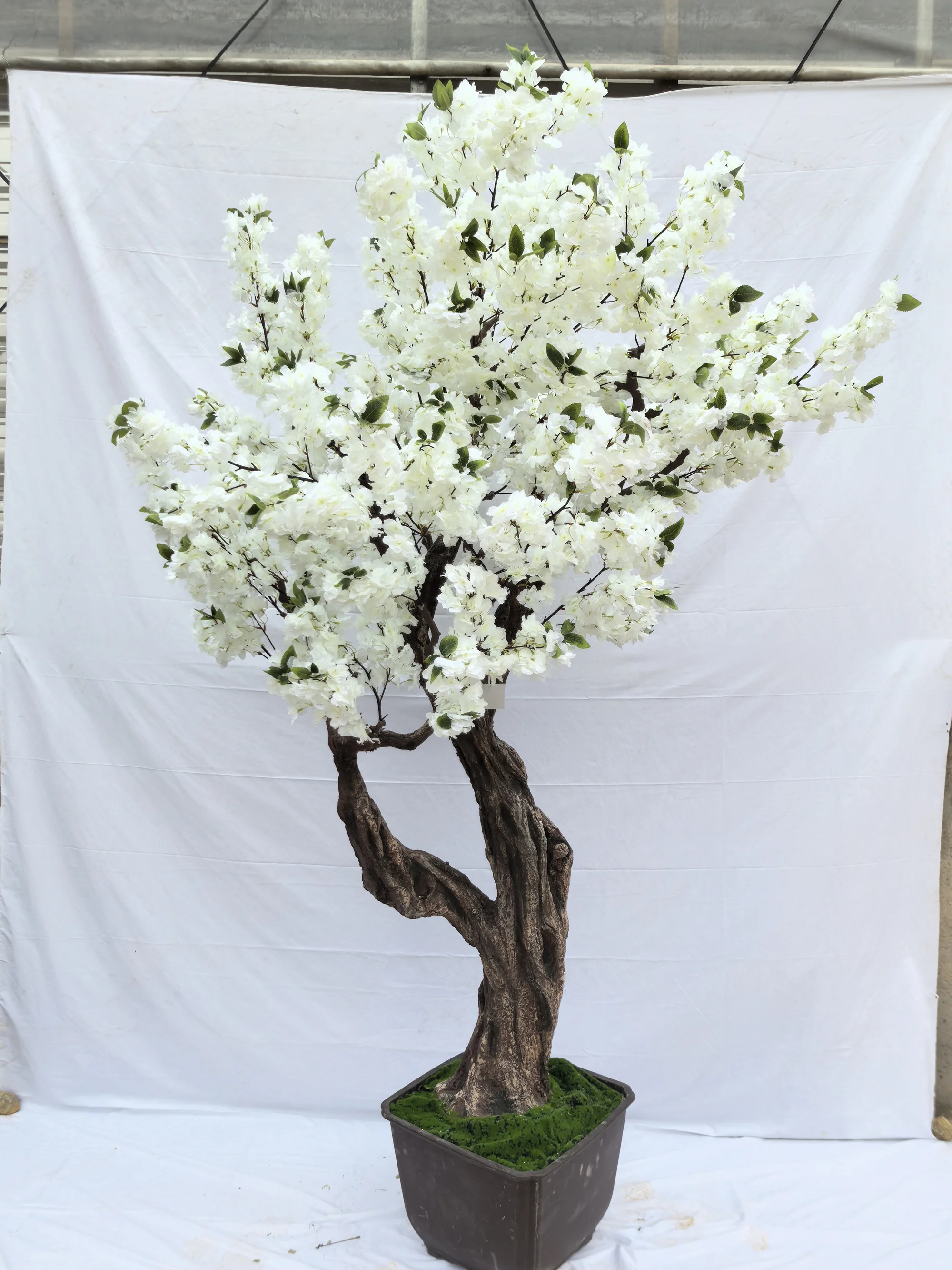 Tik Tok YouTube Instagram Latest Custom Bonsai Potted Plant Pink White ...