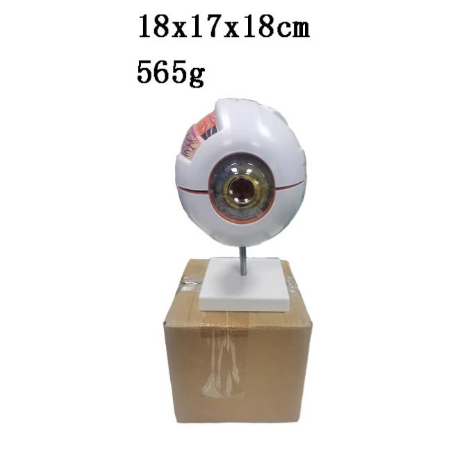 6 Times Magnified Eyeball Model - High-Quality Teaching Resource