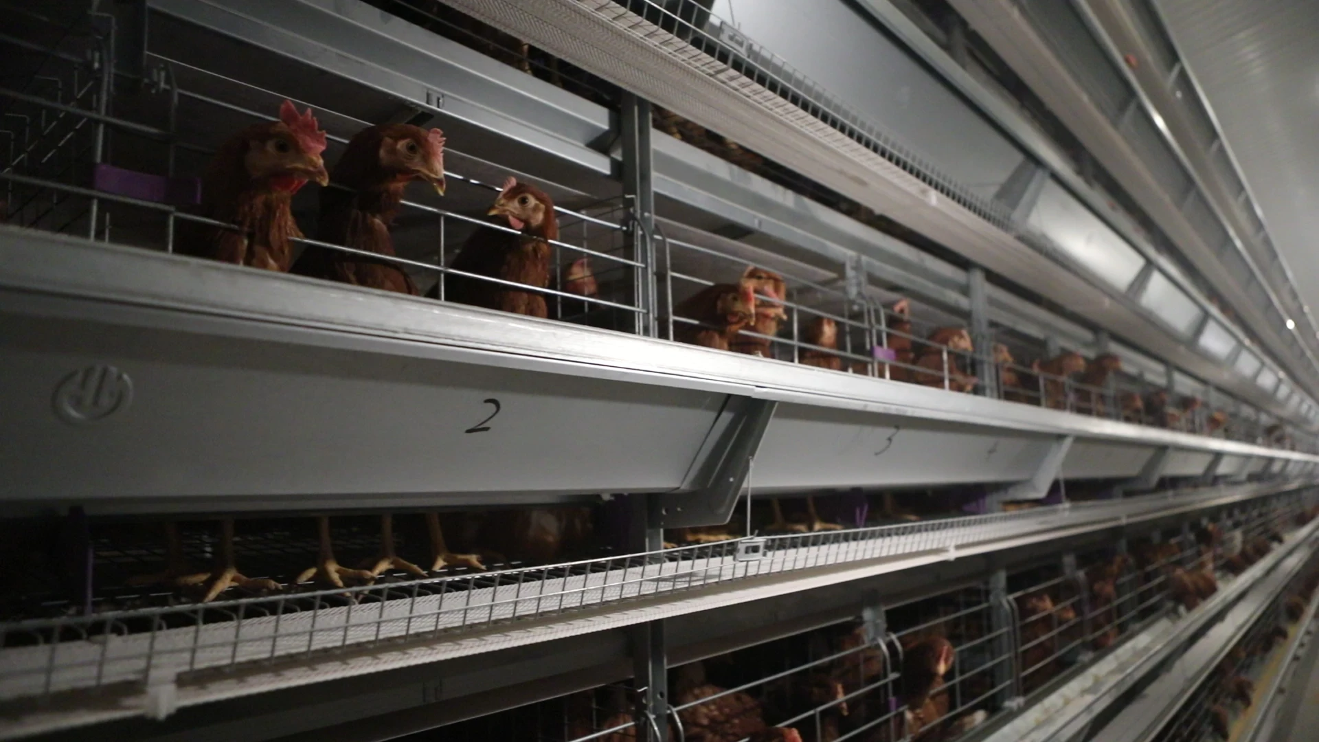 Industrial Poultry Project A Type Battery Layer Chicken Cages Automatic ...