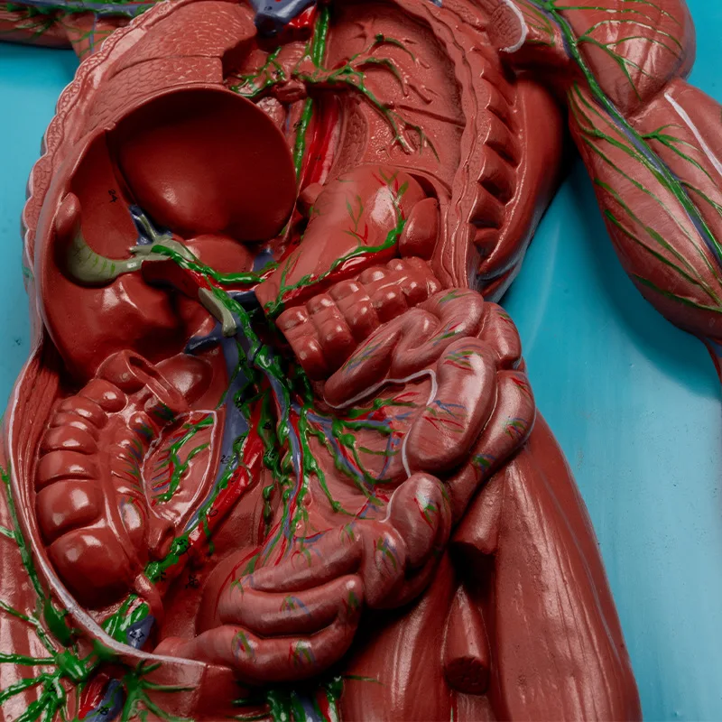 Human Organs Medical Science Human Immune System Model Teaching ...