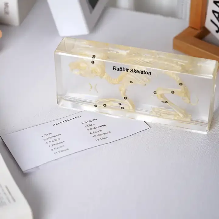 Rabbit Skeleton Specimen Animal Paperweight Taxidermy Collection ...