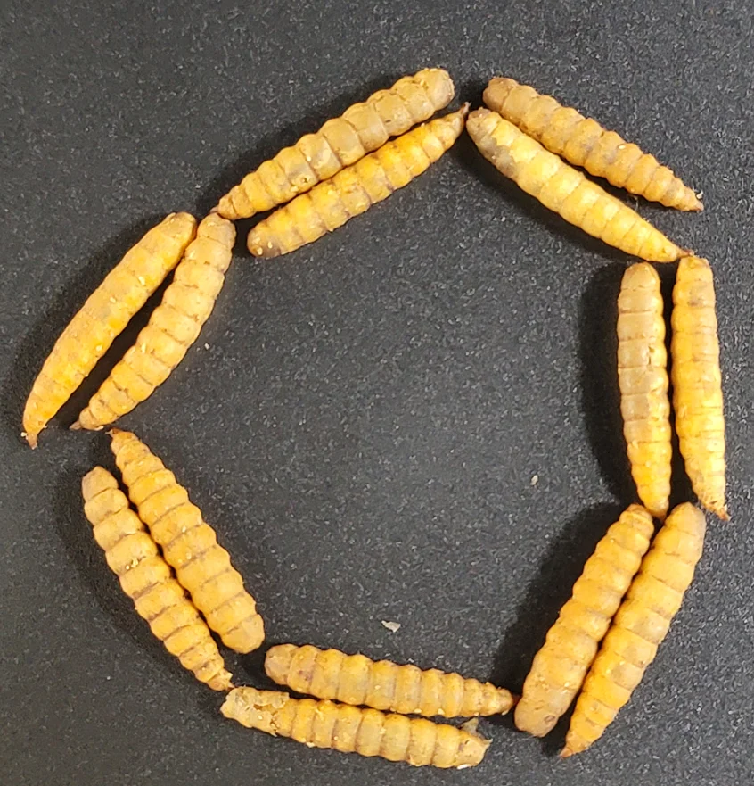 Wholesale Dried Black Soldier Flies Larva Maggots Insects High Protein ...