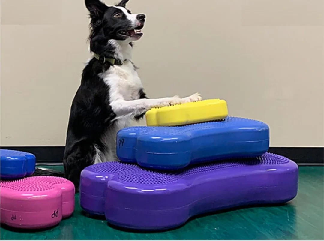 Dog Balance Disc As Dog Training Balance Bones Agility Training ...