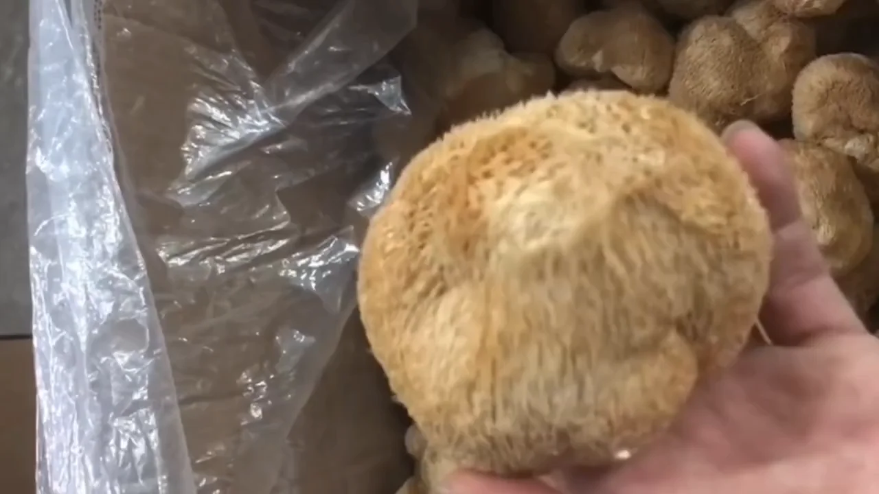 Air Dried Dried Lion's Mane Mushroom Organic Bearded Tooth Mushroom ...