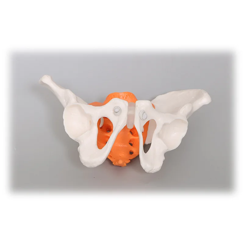 Human Skeletal Anatomical Model with Sacrum and Hip Scalable Mini ...