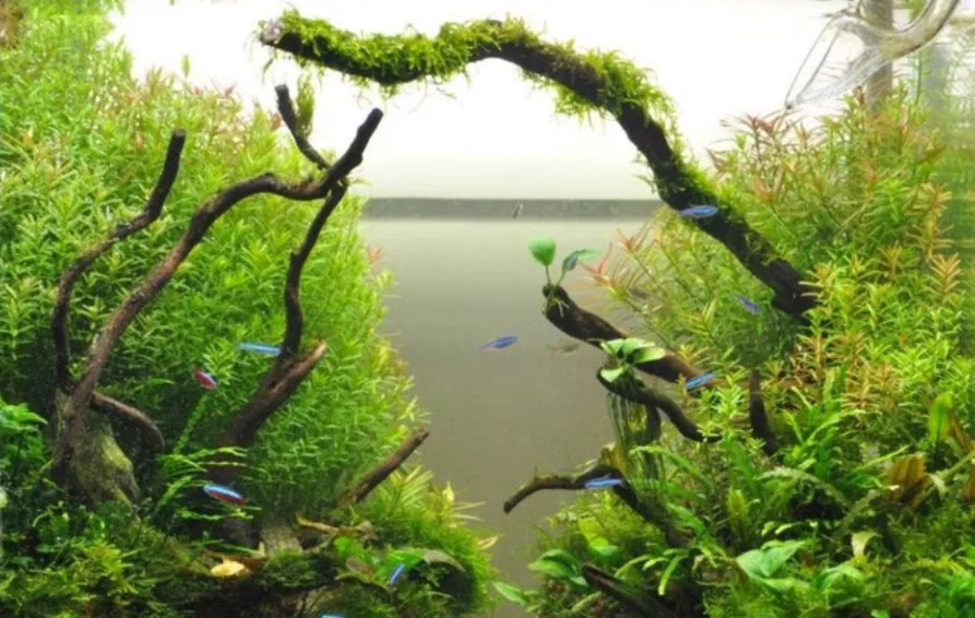 Natural Fish Tank Ornaments - Polished Teak Wood Driftwood