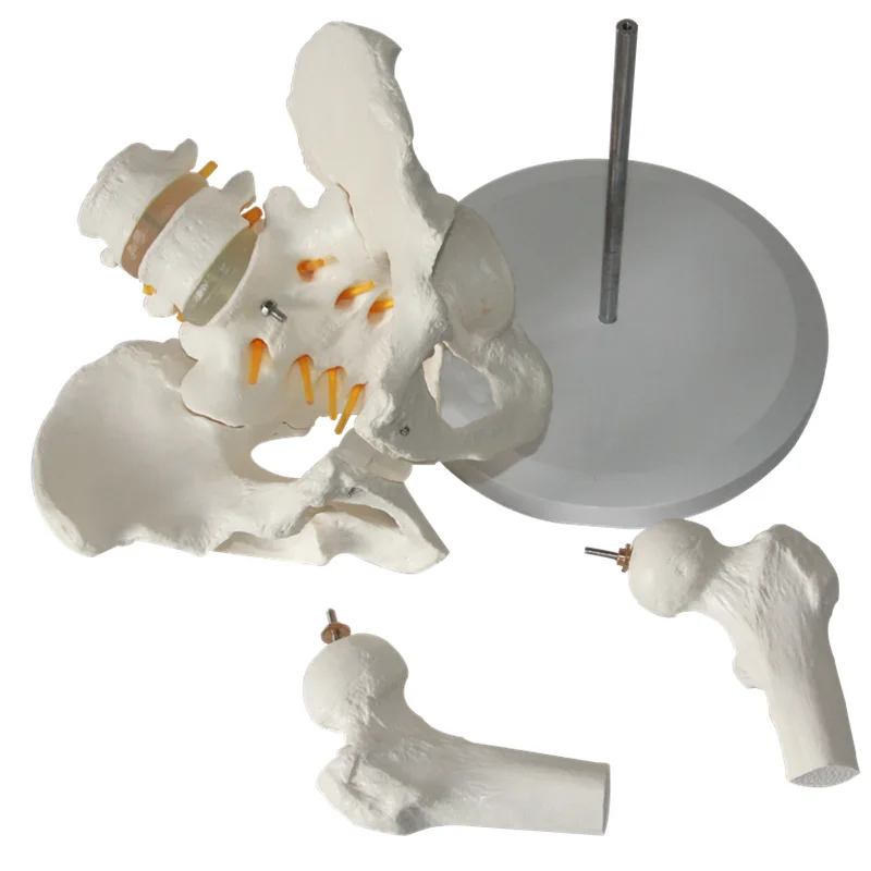 Pelvis Anatomical Model Life Size Female Pelvis & Two Lumbar Vertebrae ...