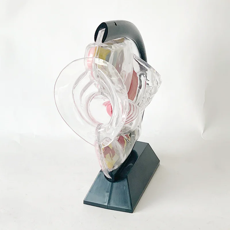 Transparent Uterus Model - Educational Anatomy Demonstration