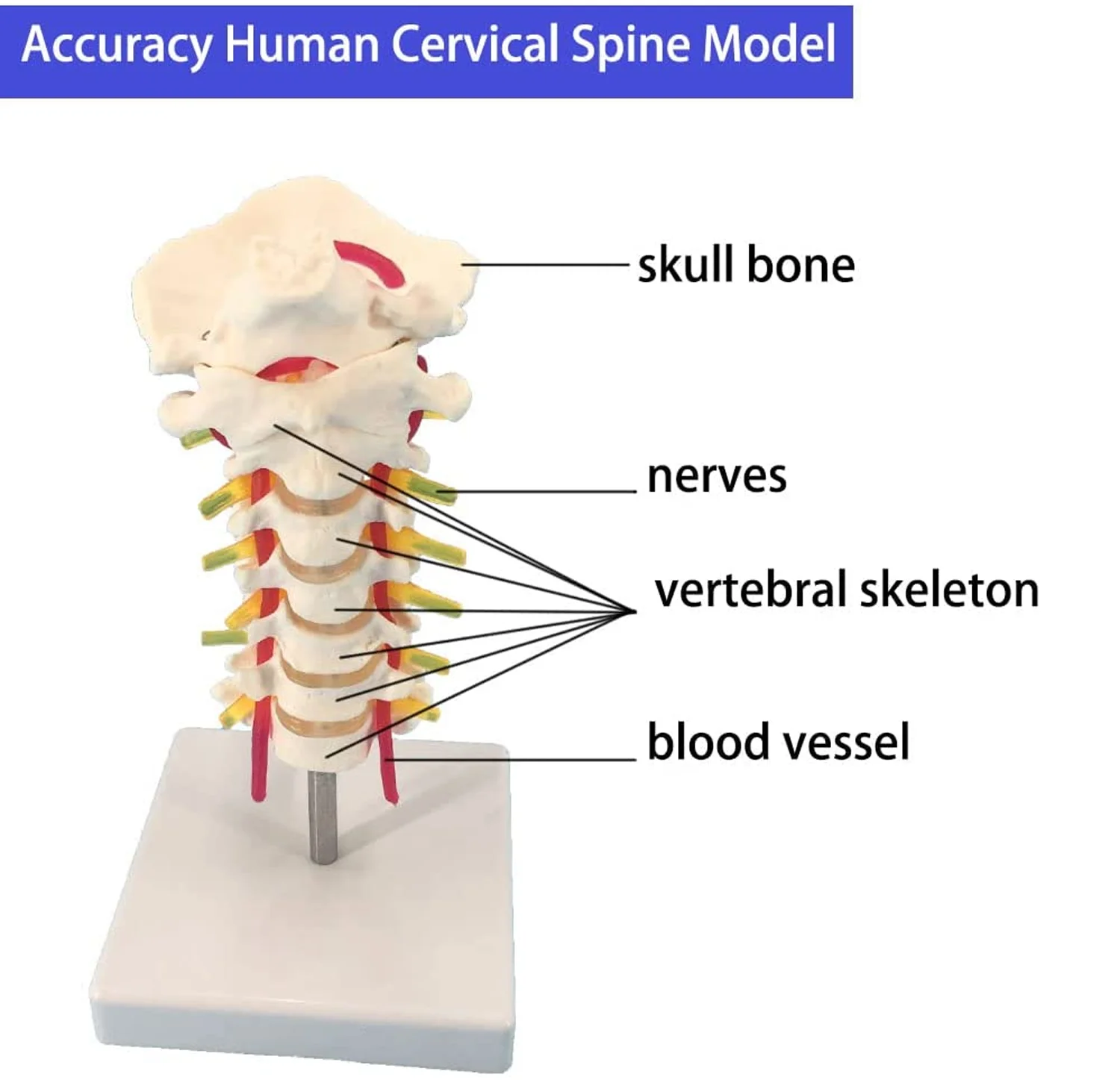 Medical Anatomy Human Cervical Spine Model Cervical Spine And Carotid ...