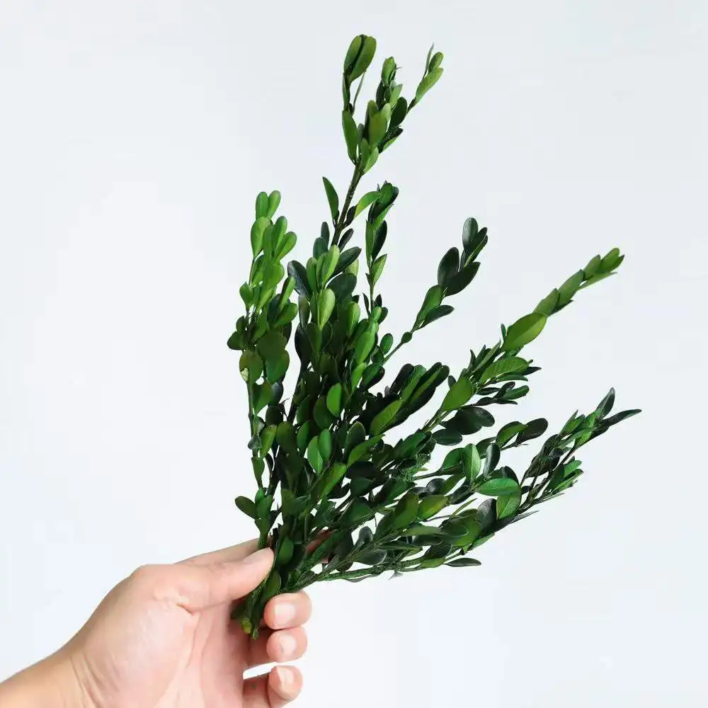 Wholesale Natural Preserved Italian Ruscus Eucalyptus Leaves Bundles ...