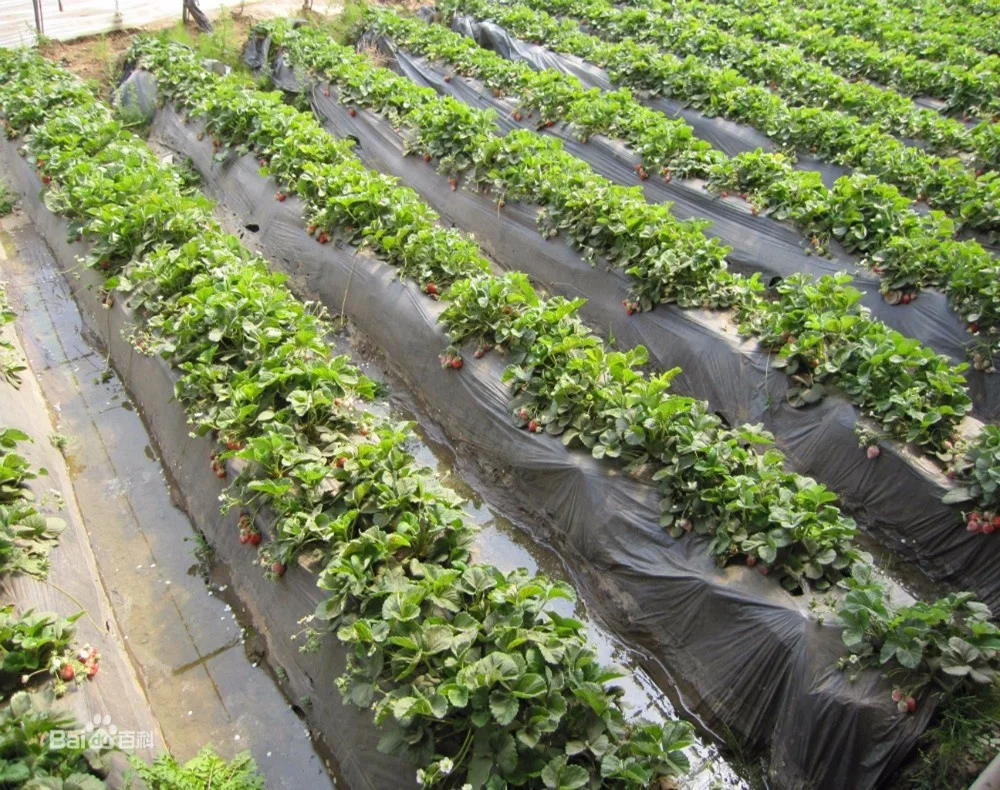 Super Cool Mulching Vinyl Black Background Color Transparent Roll Vinyl ...