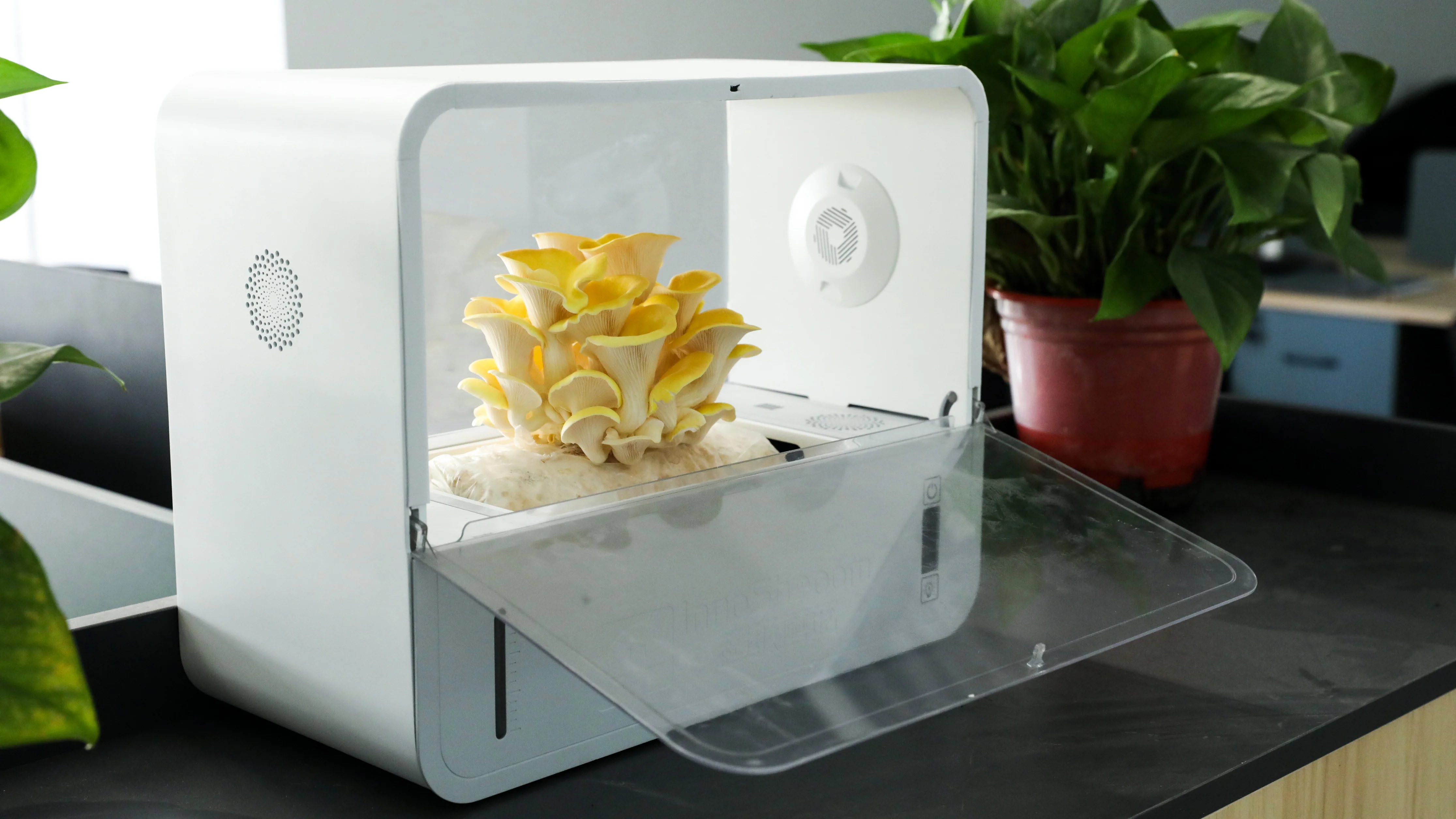 Mini Mushroom Greenhouse Growing Container Grow Box Humidity Regulator ...